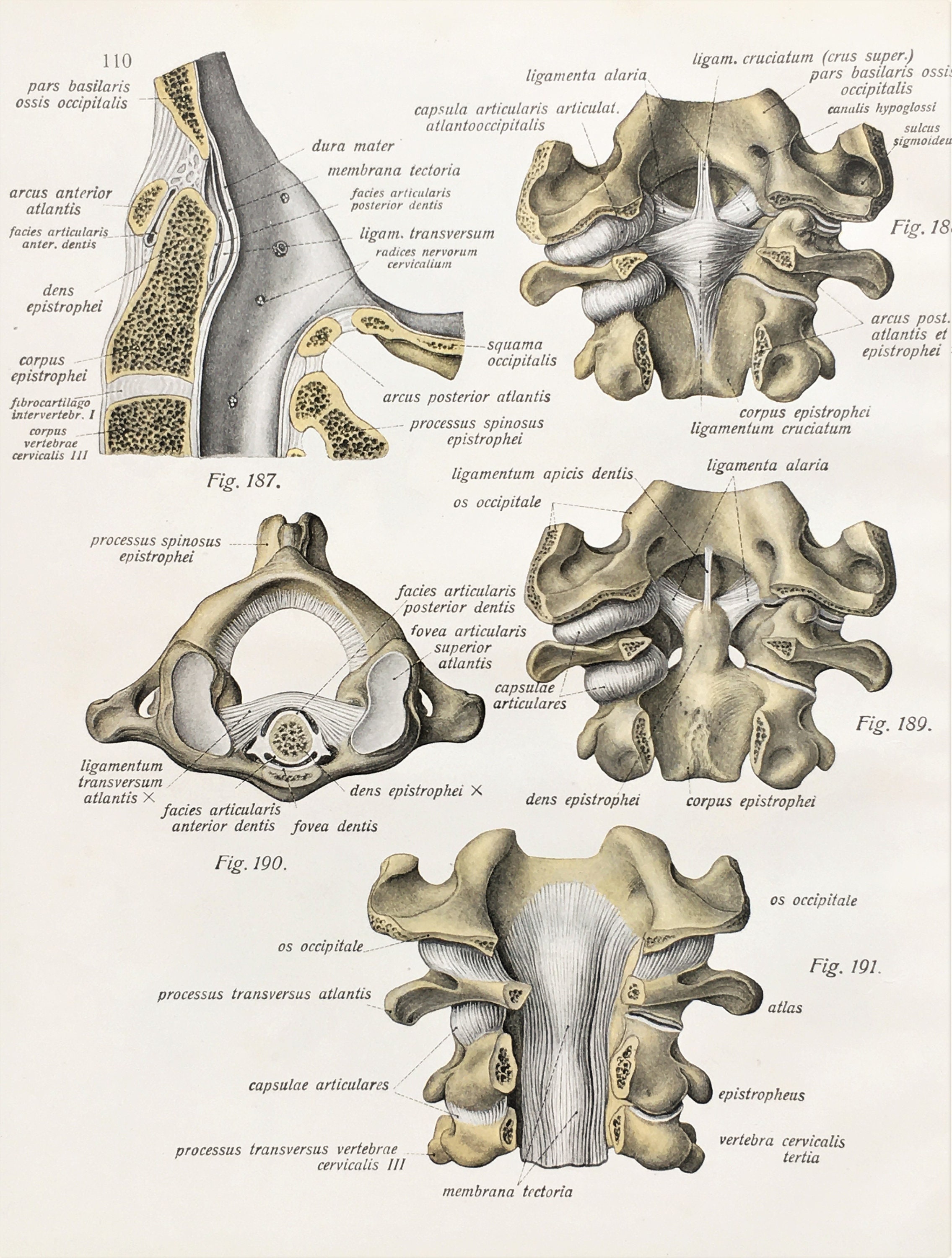 Prints Art & Collectibles Lithographs Bones c.1900 Antique Anatomy ...