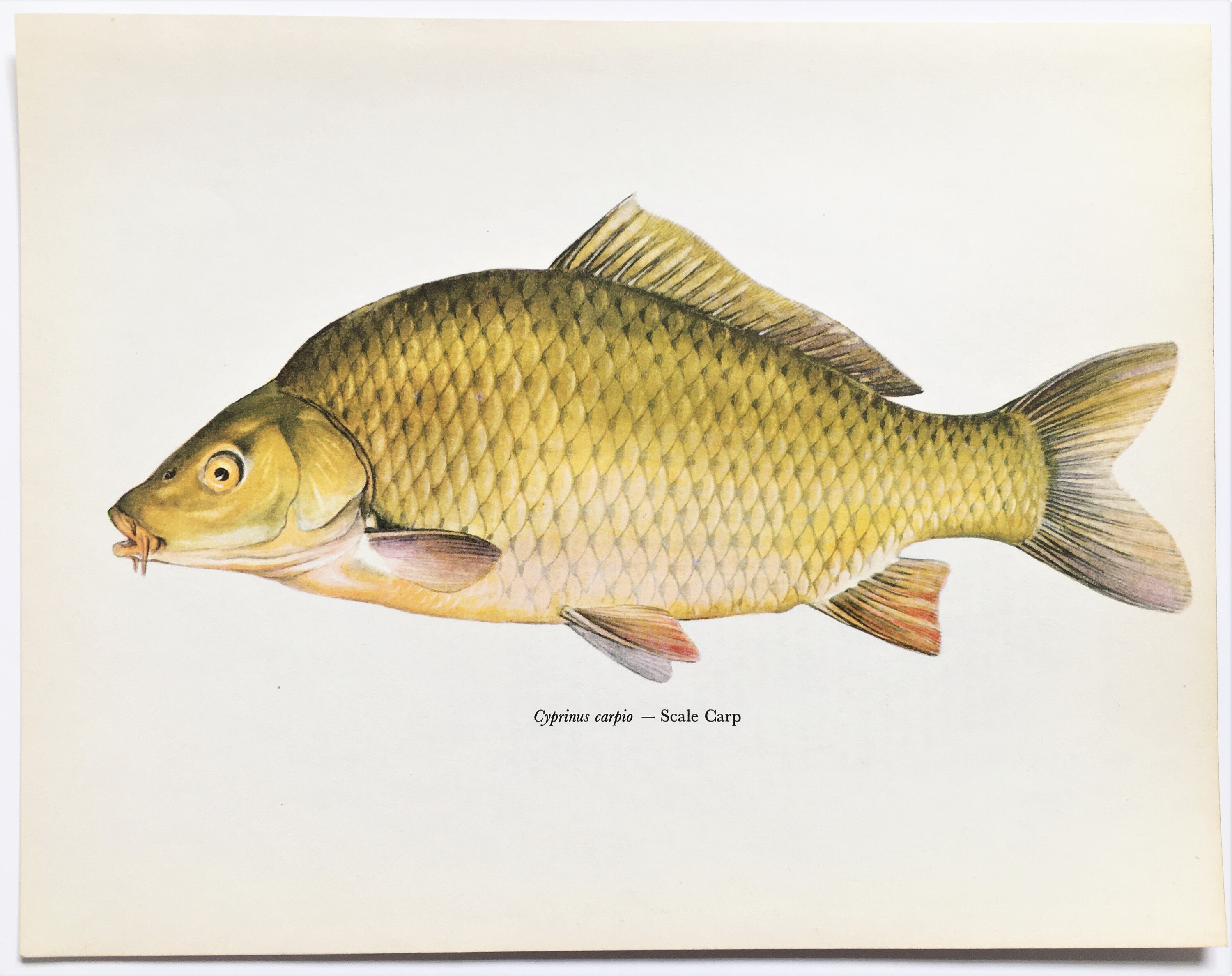 Common Carp Vintage Fish Print 1960s Colour Print Home | Etsy