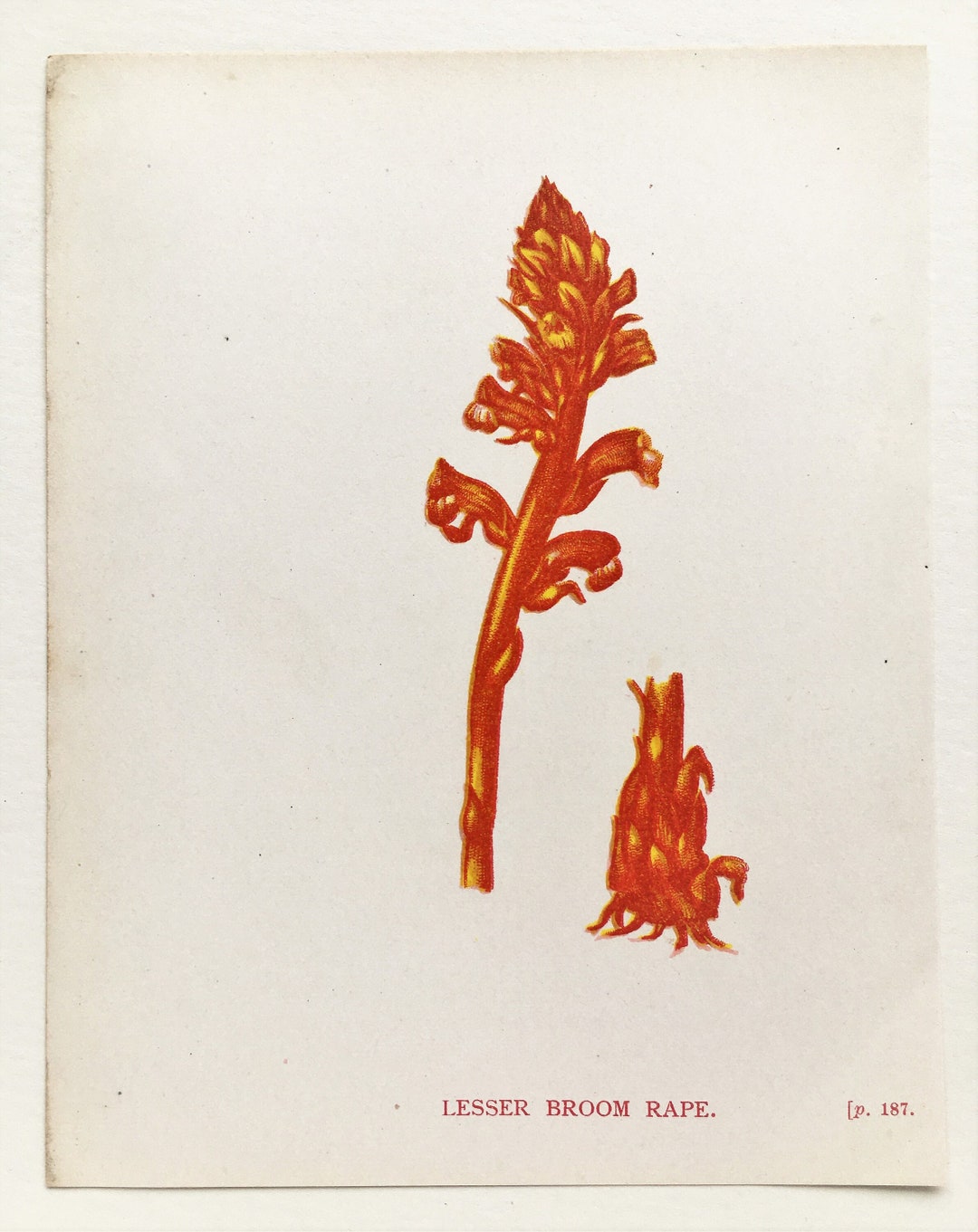 LESSER BROOMRAPE 1890s Antique Botanical Print Wild Flower ...