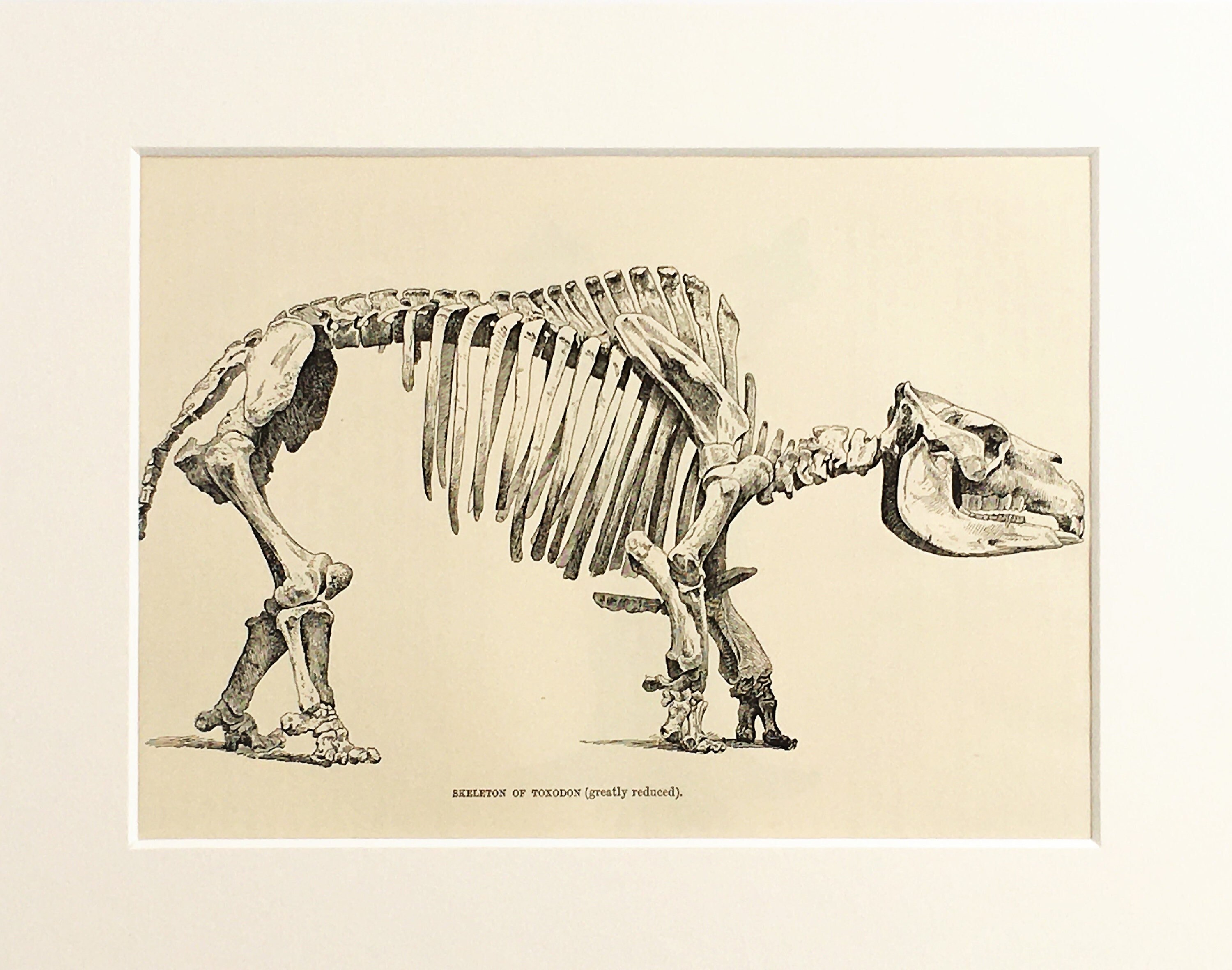 Toxodon Skeleton