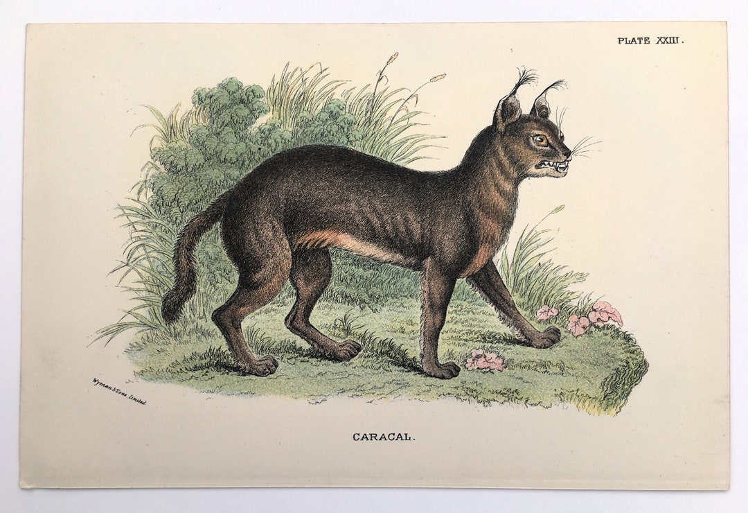 CARACAL 1896 Antique Big Cat Print Colour Lithograph Can Be - Etsy