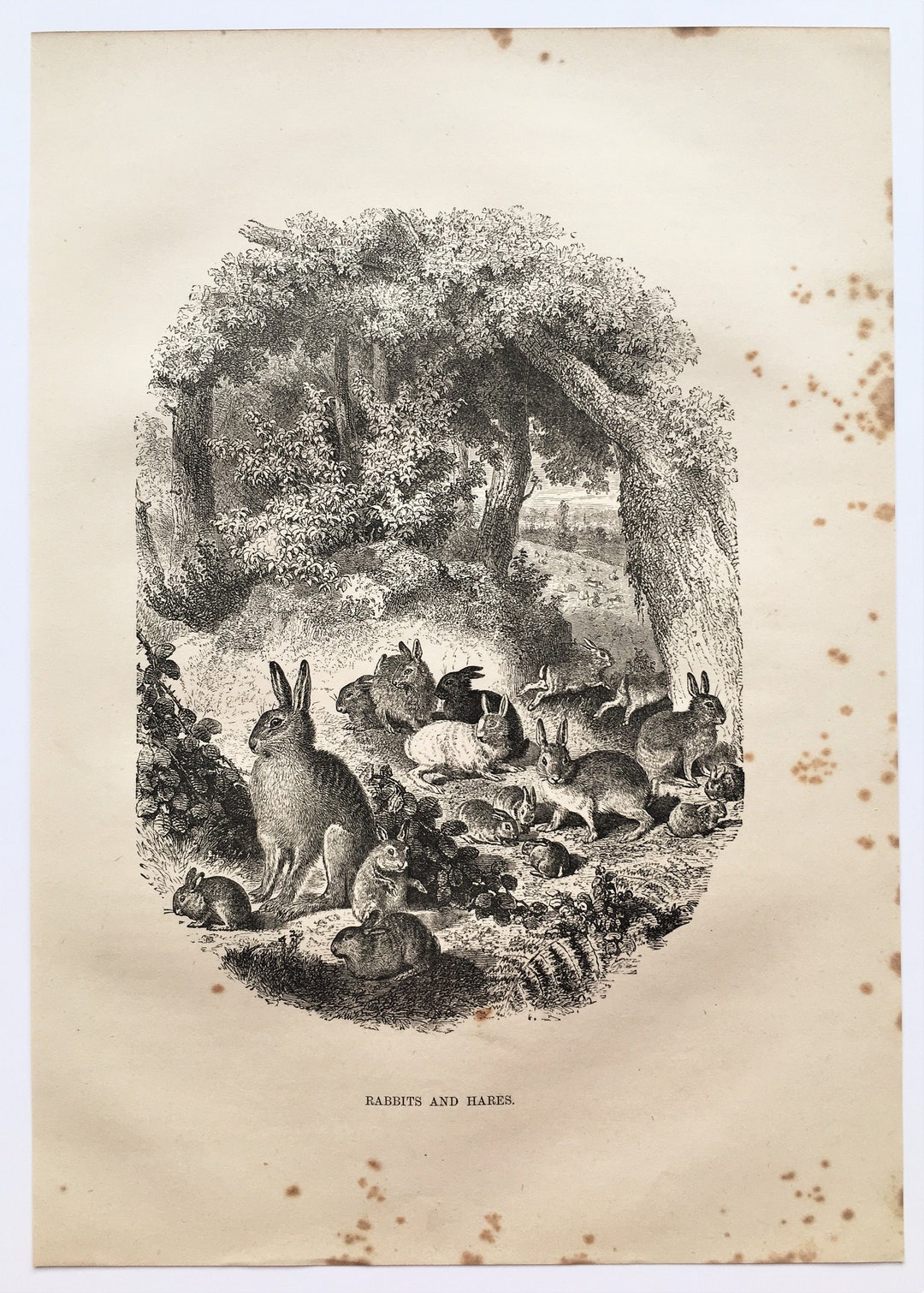 Rabbits & Hares Antique Animal Print, Natural History, C. 1880 Black ...
