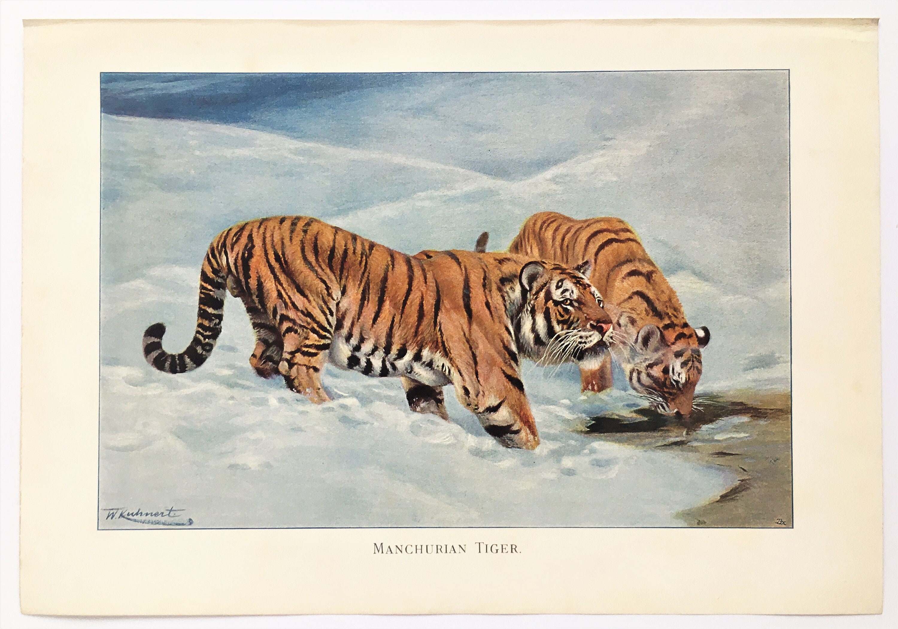 Big Cat Lithograph Siberian Tiger Antique Print Beautiful 1916 Colour ...