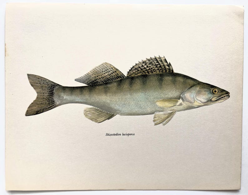 PIKE-PERCH or ZANDER 1960s Fish Print, Colour Print, Home Decor, Wall ...