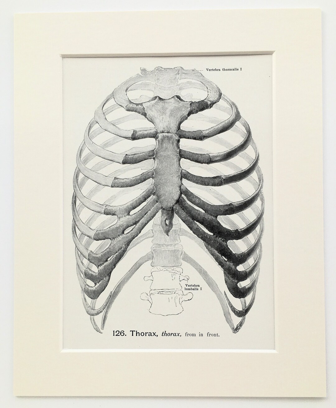 THORAX, Human Skeleton C.1930 Vintage Anatomy Print, Black & White ...
