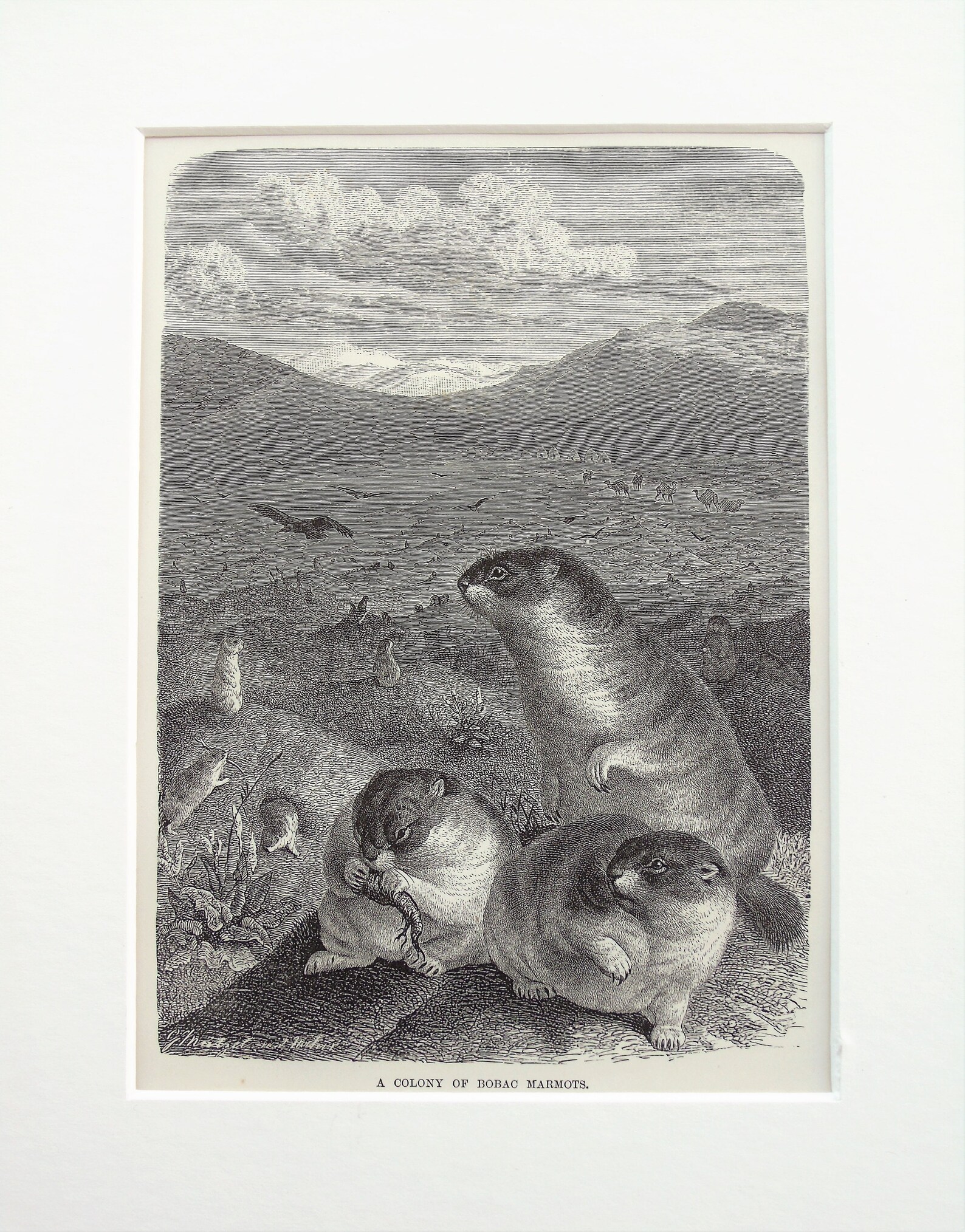 Bobac Marmot Antique Print. Natural History 1893 Black & | Etsy
