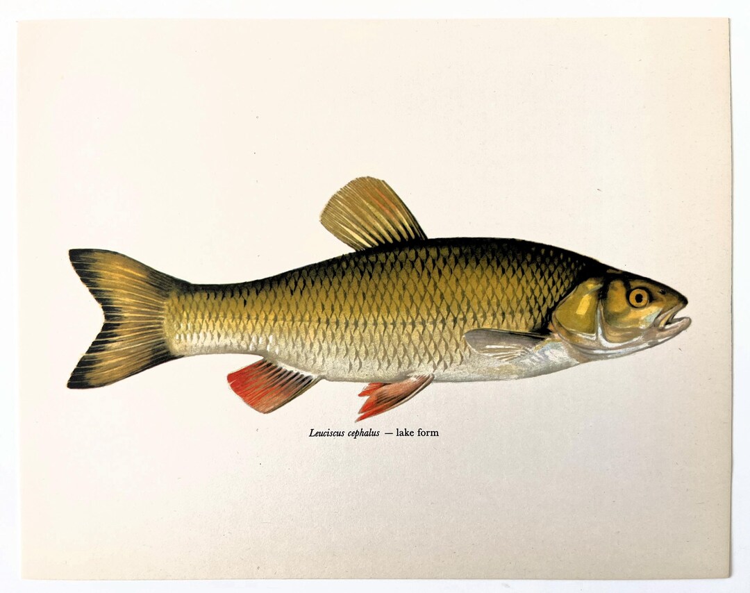 CHUB Vintage Fish Print, 1960s Colour Print, Home Decor, Wall Hanging ...