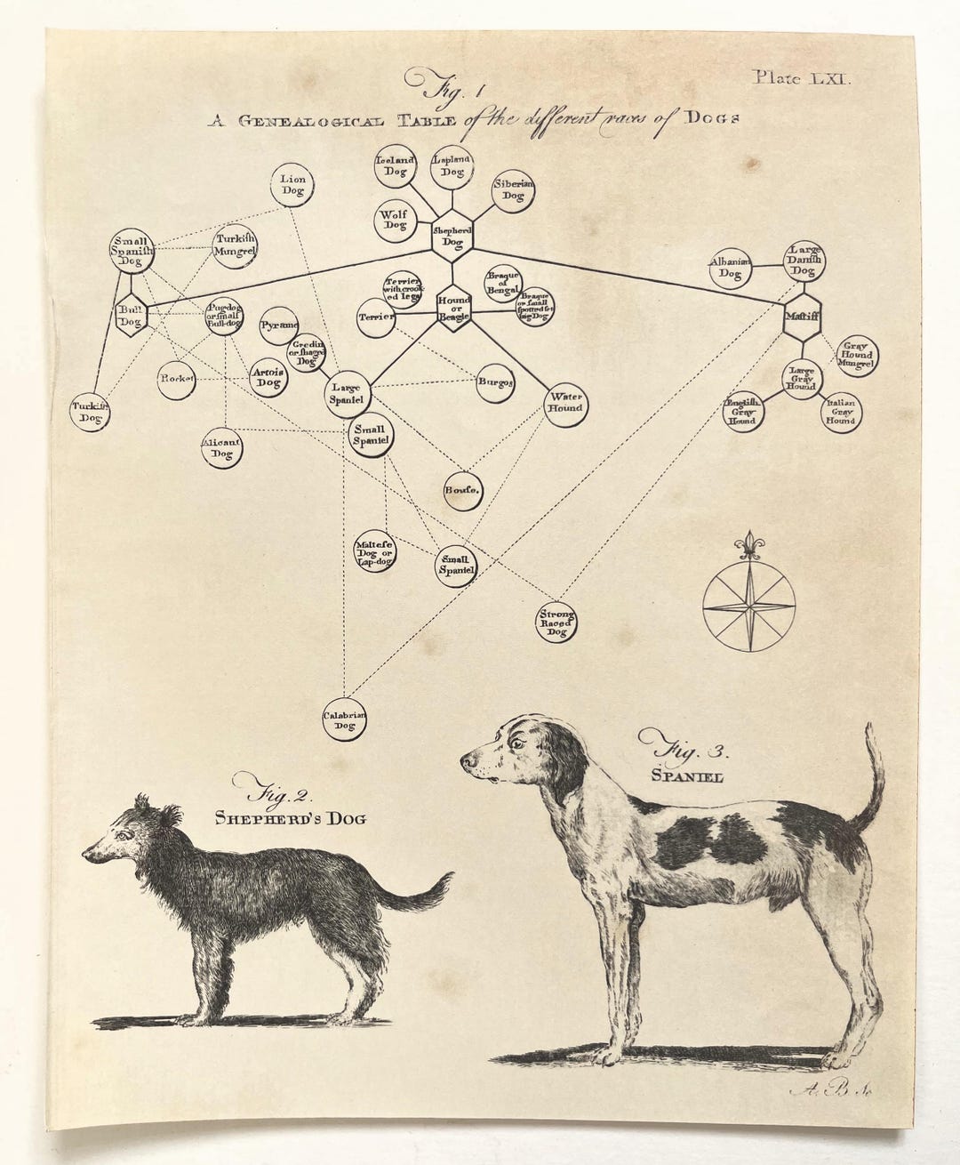 DOG FAMILY TREE & Breeds, Antique 1800s (?) Print, Black and White ...