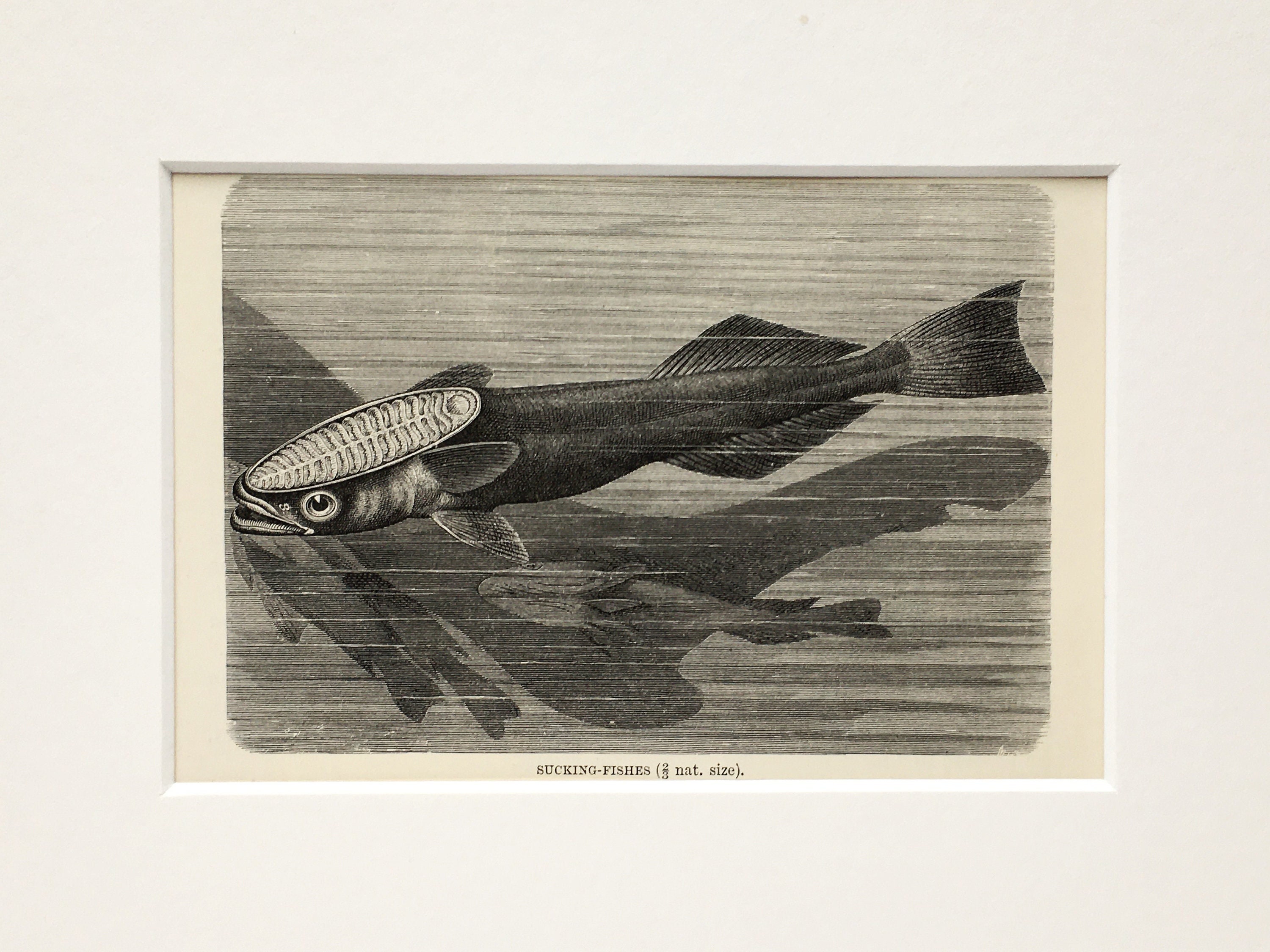 Remora Fish Drawing