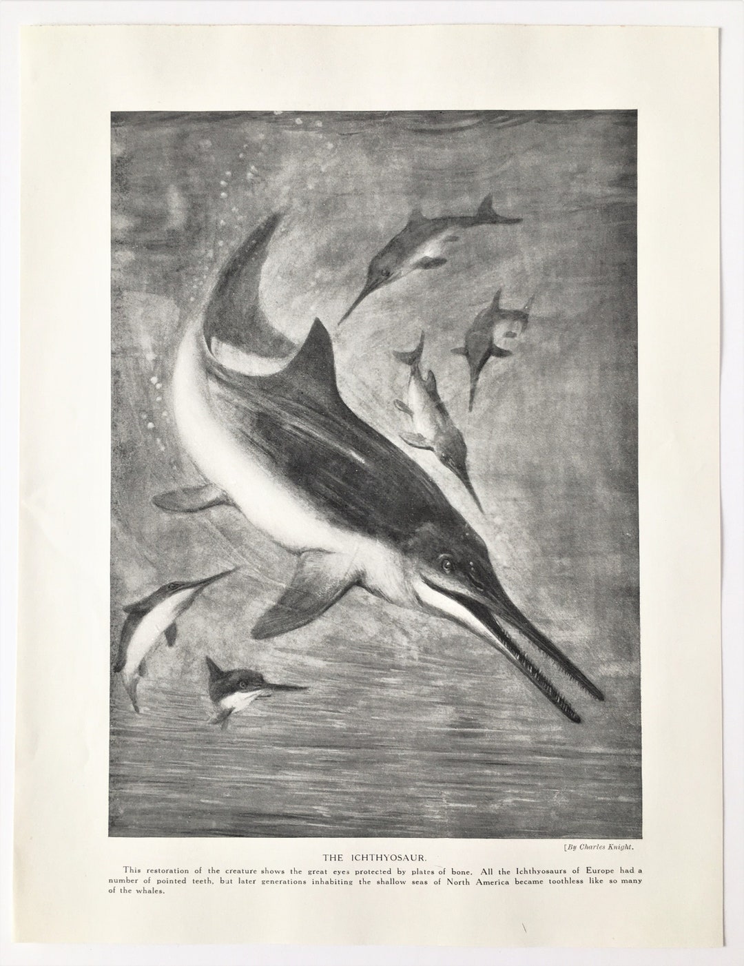 Ichthyosaurus Extinct Marine Reptile, Antique Natural History Print ...