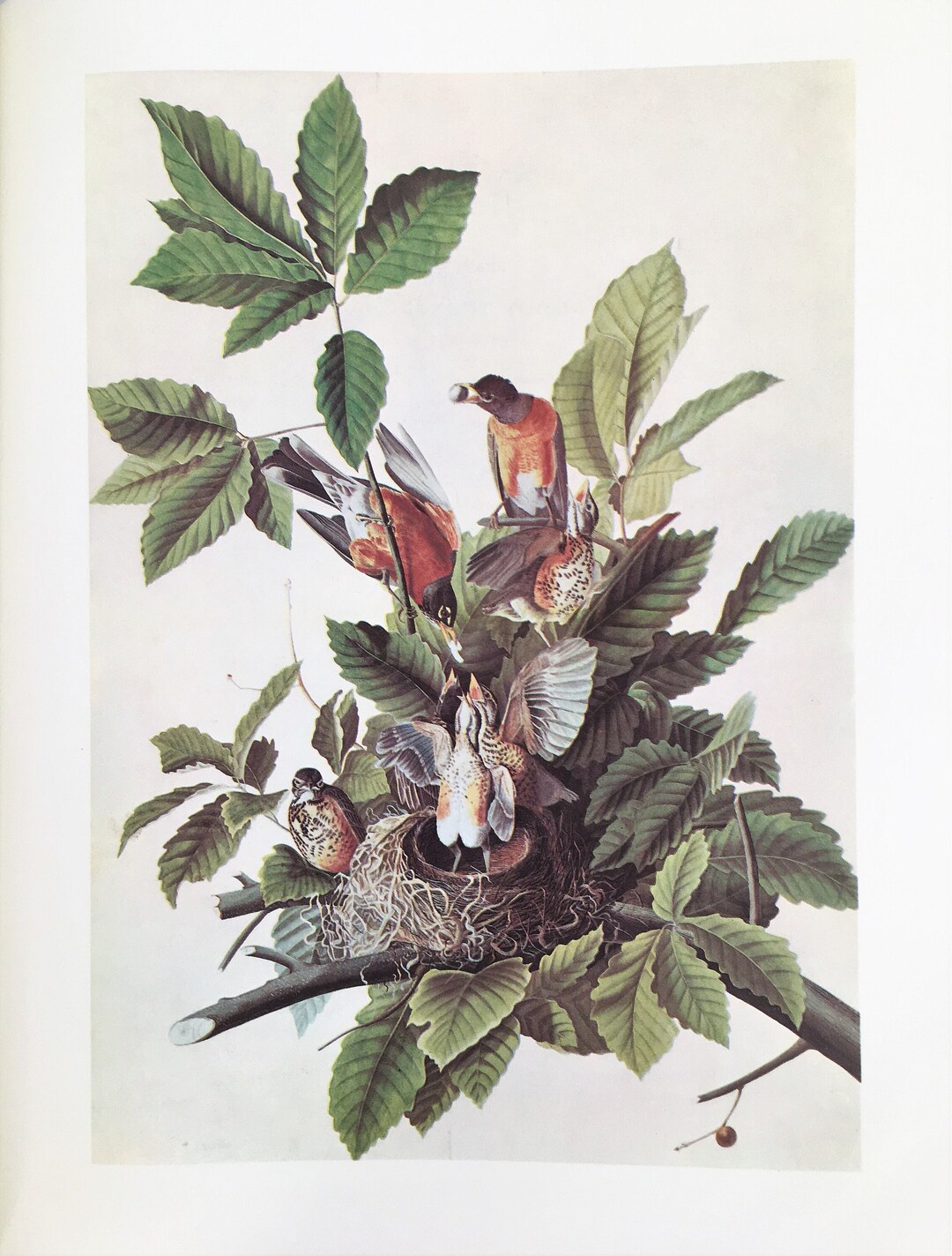 ROBIN, 1966 Large Vintage Audubon Bird Print, Colour Lithograph 50 - Etsy