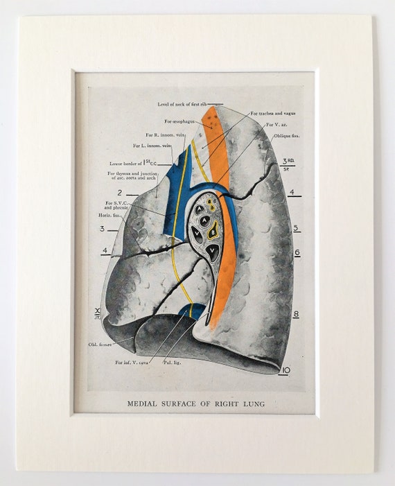 Medial Surface Of Lung 1930s Vintage Anatomy Print Colour Etsy