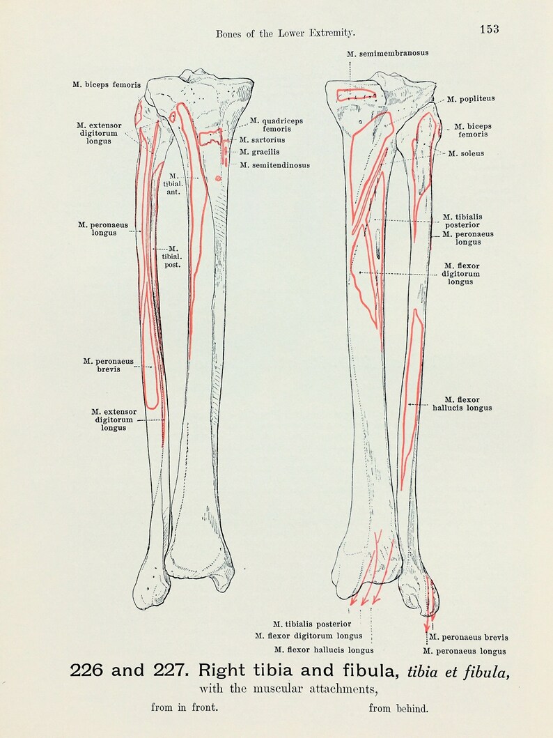 TIBIA & FIBULA Human Skeleton C.1930 Vintage Anatomy Print - Etsy Australia