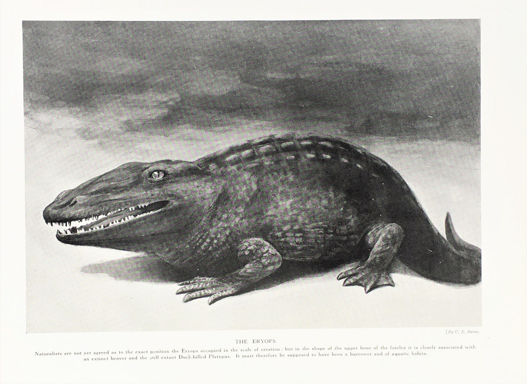 Eryops Extinct Amphibian, Antique Natural History Print. 1920 Black ...