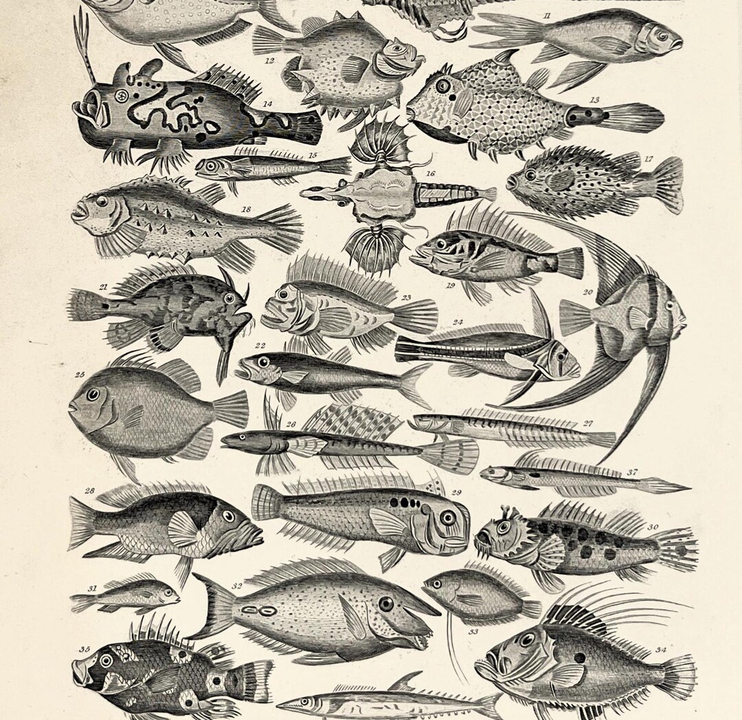 1850s Antique Animal Print, Fish, Tropical Etc - Original Antique Black ...