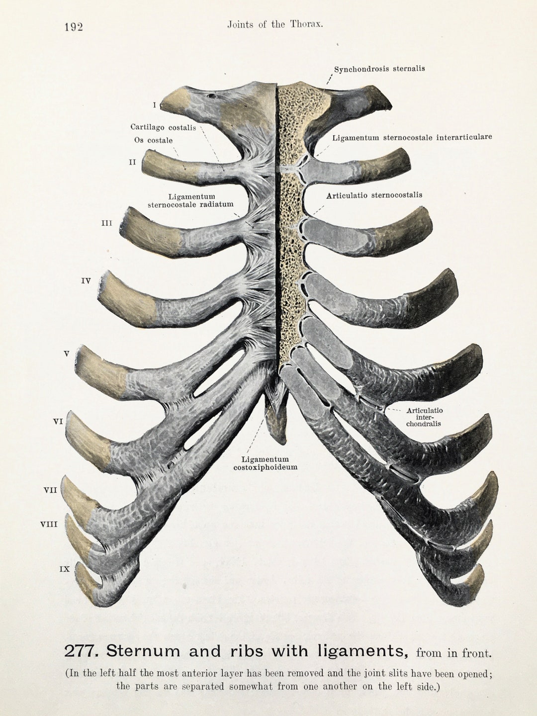 STERNUM & RIBS Human Skeleton C.1930 Vintage Anatomy Print - Etsy