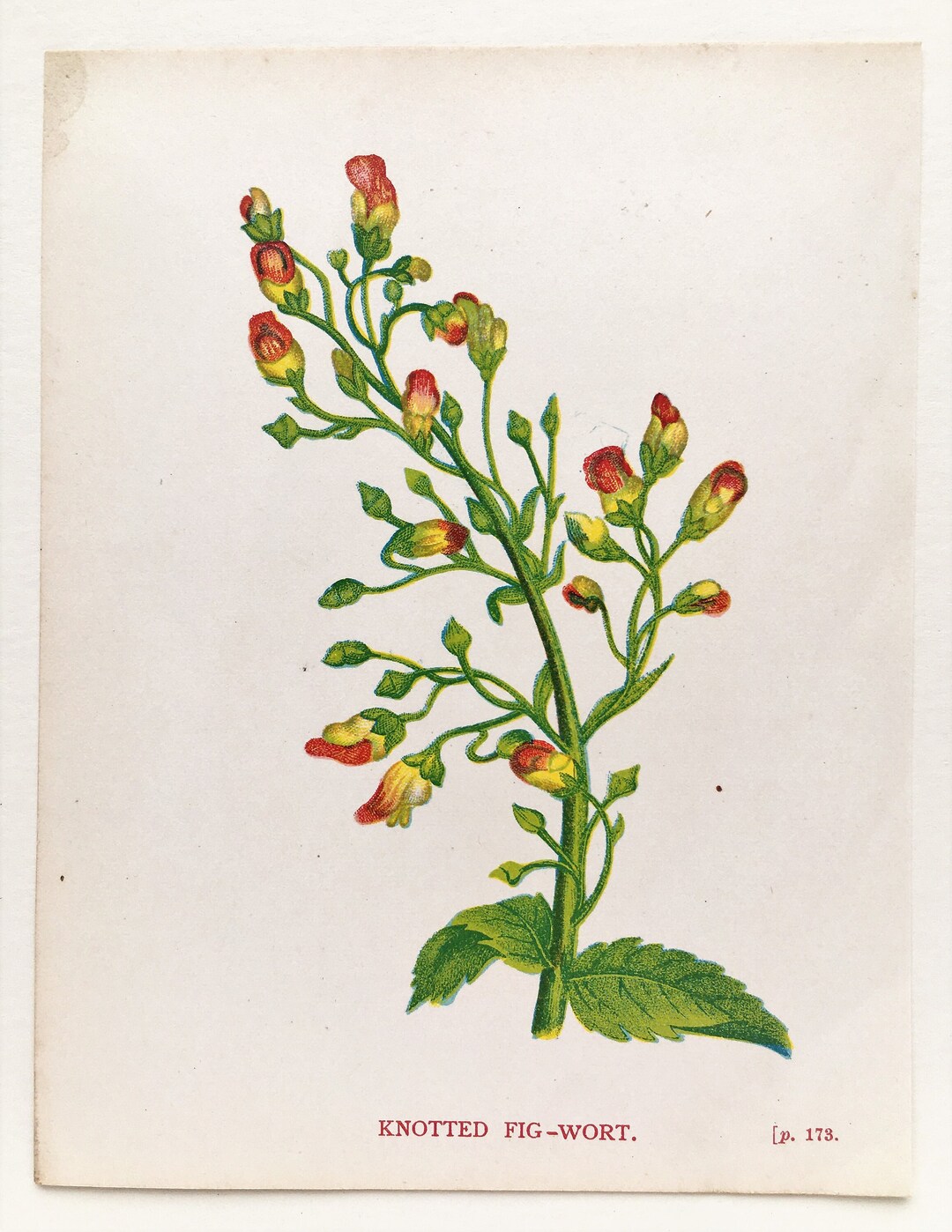 KNOTTED FIGWORT 1890s Antique Botanical Print Wild Flower ...
