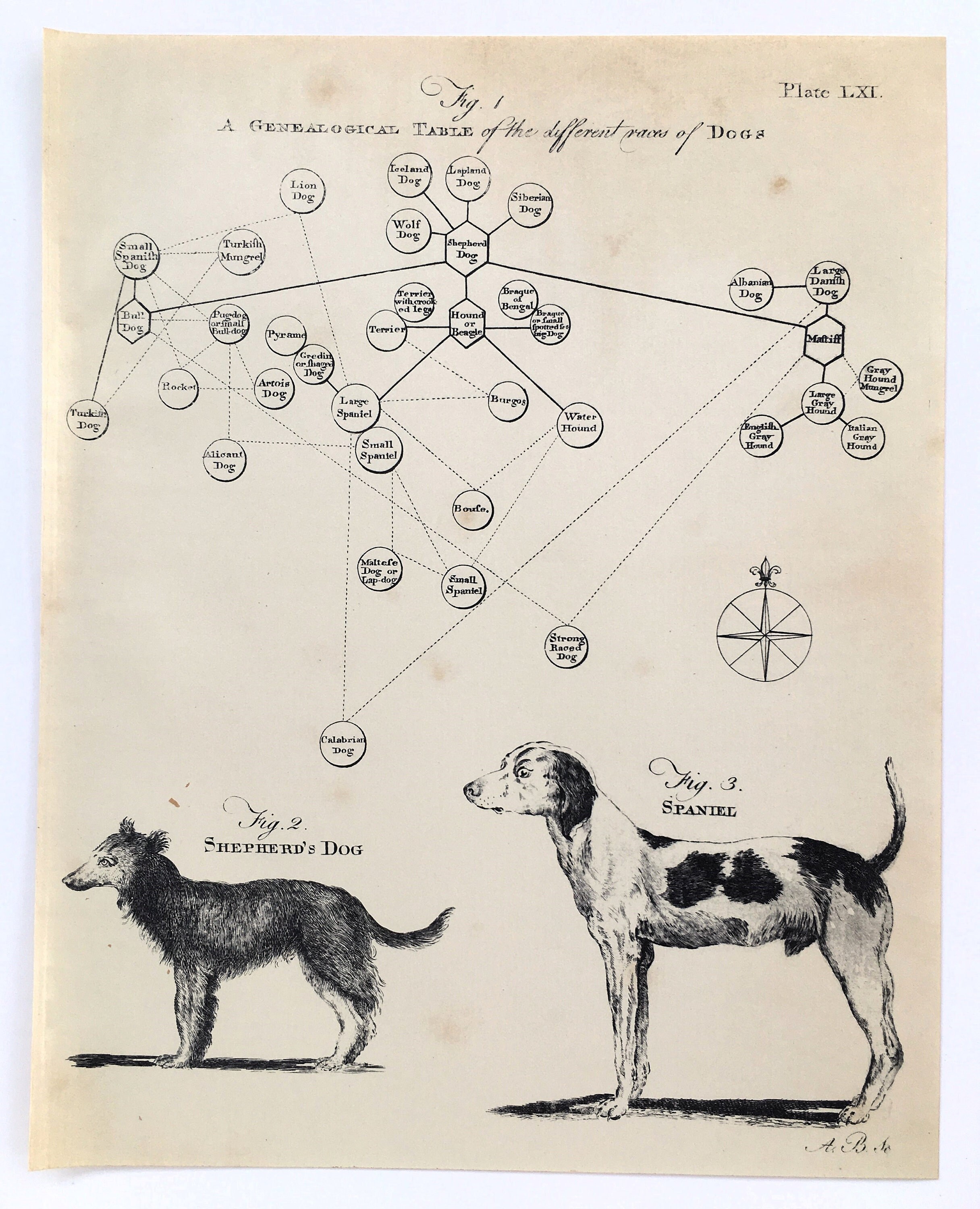 DOG FAMILY TREE & Breeds Antique 1800s Print Black and - Etsy