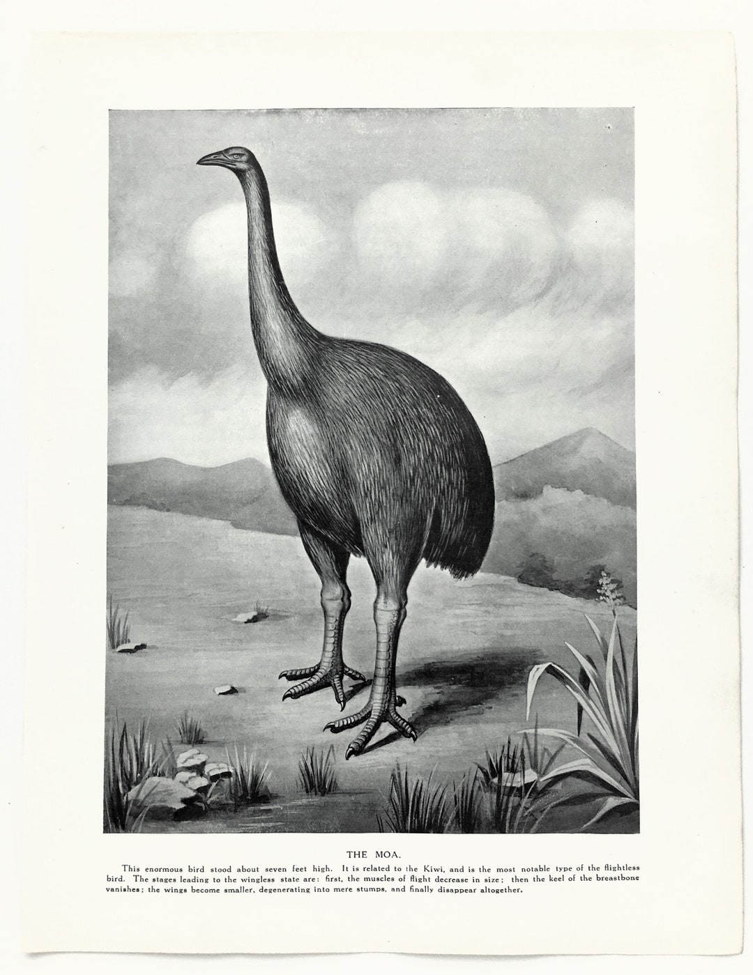 MOA Extinct Bird, Antique Natural History Print. 1920 Black & White ...