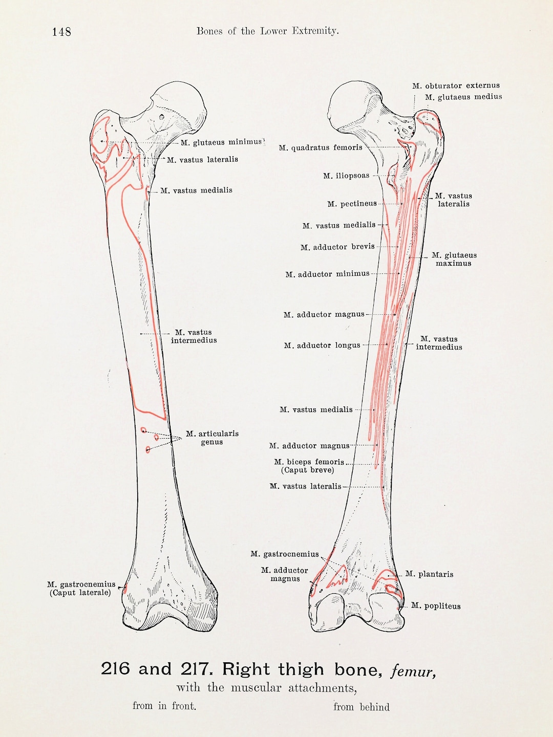 FEMUR BONE, Human Skeleton C.1930 Vintage Anatomy Print, Colour ...