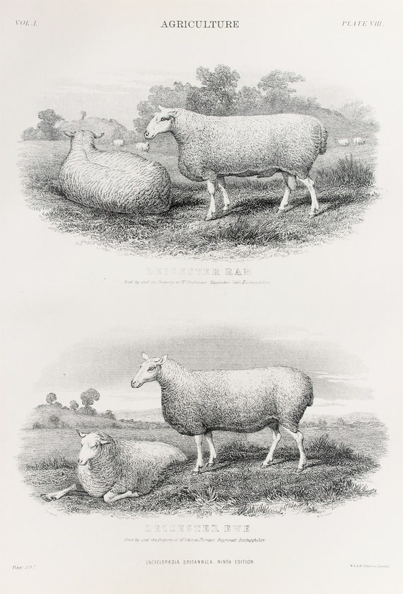 Leicester Ewe & Ram Sheep Livestock Farming Print 1890s | Etsy