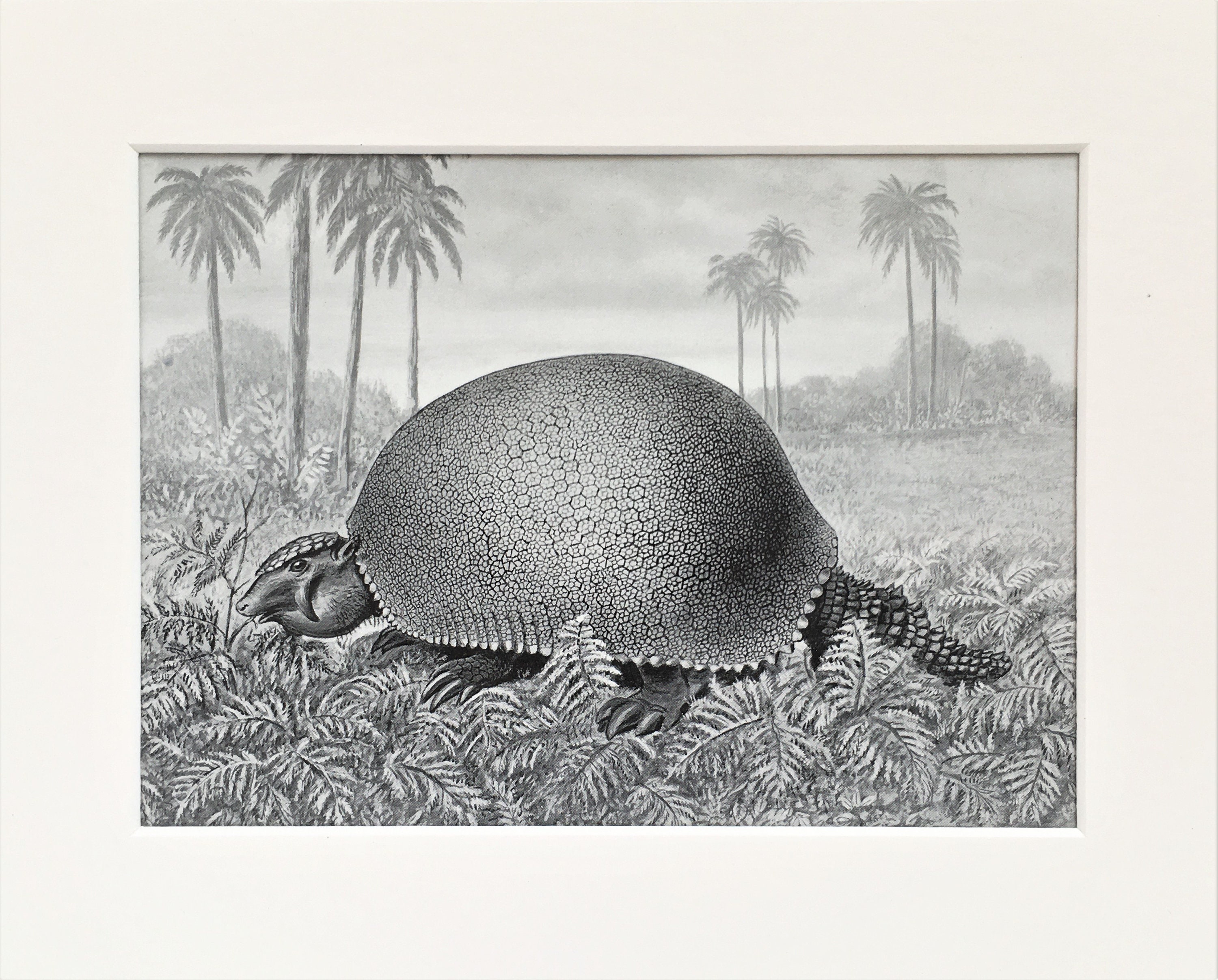 Glyptodon Vs Armadillo