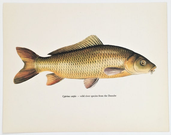Common Carp Vintage Fish Print 1960s Colour Print Home | Etsy