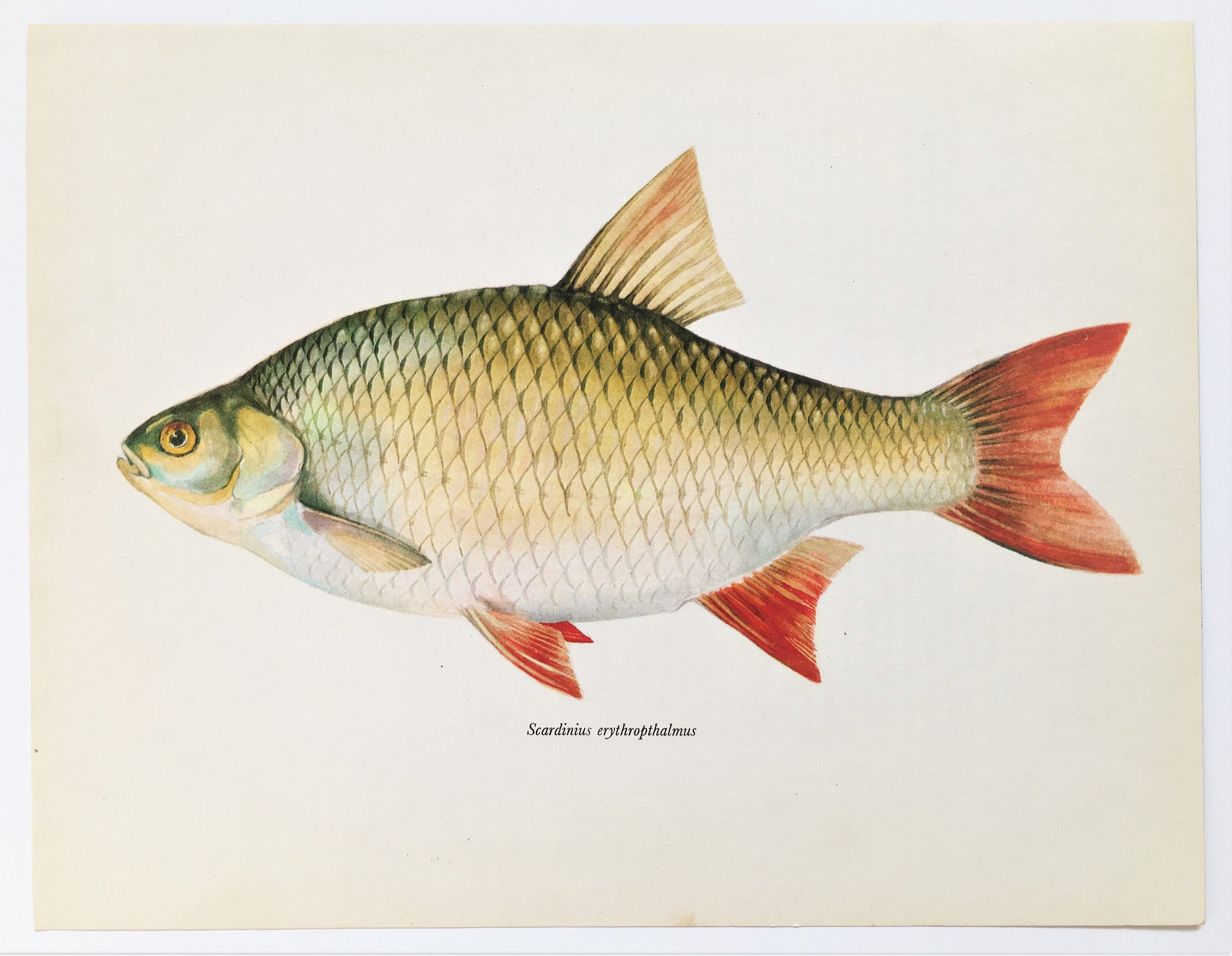 Rudd Vintage Fish Print 1960s Colour Print Home Decor Wall | Etsy