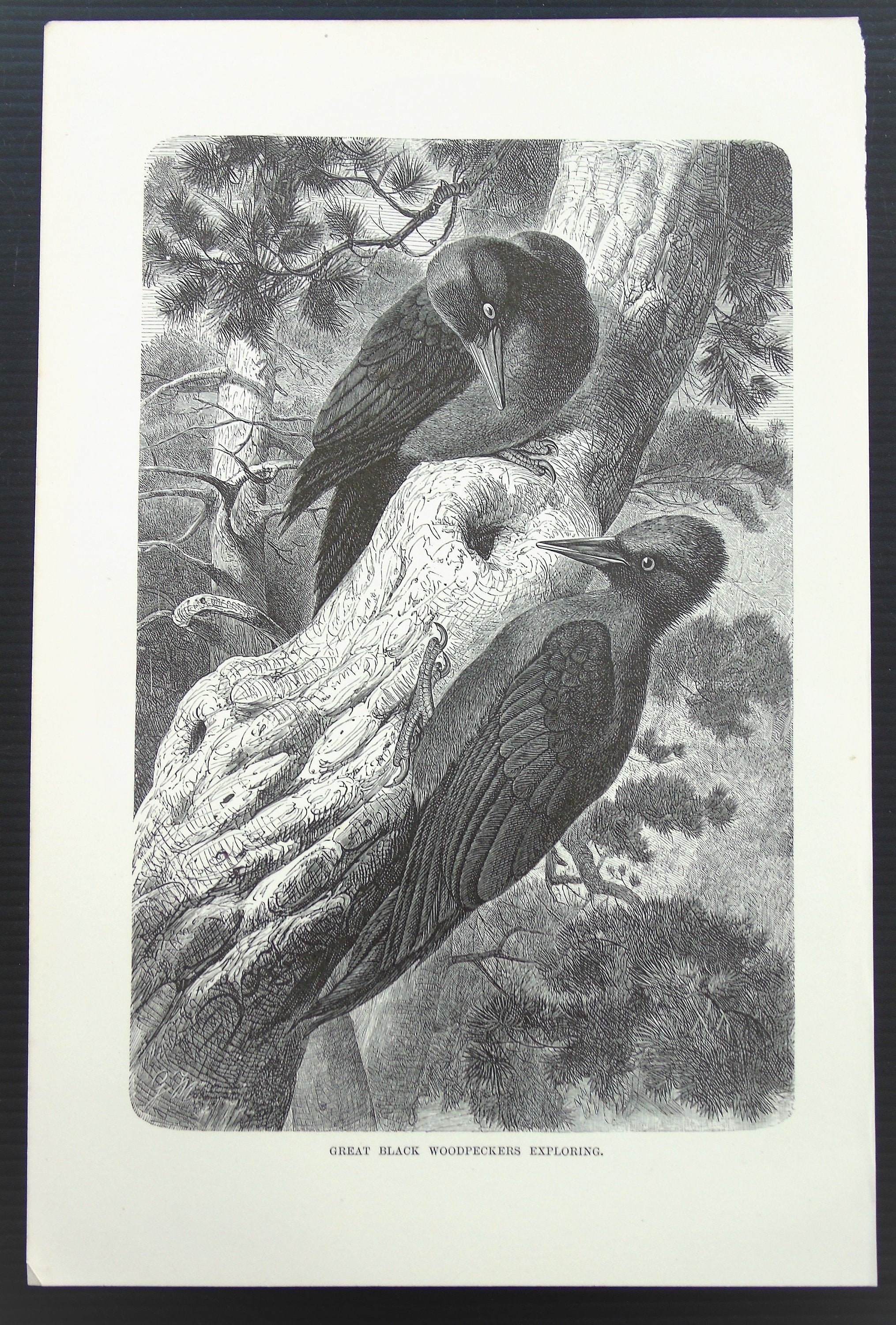 Art & Collectibles Lithographs 126 years old print.9.8x6.6 25X17cm. The ...