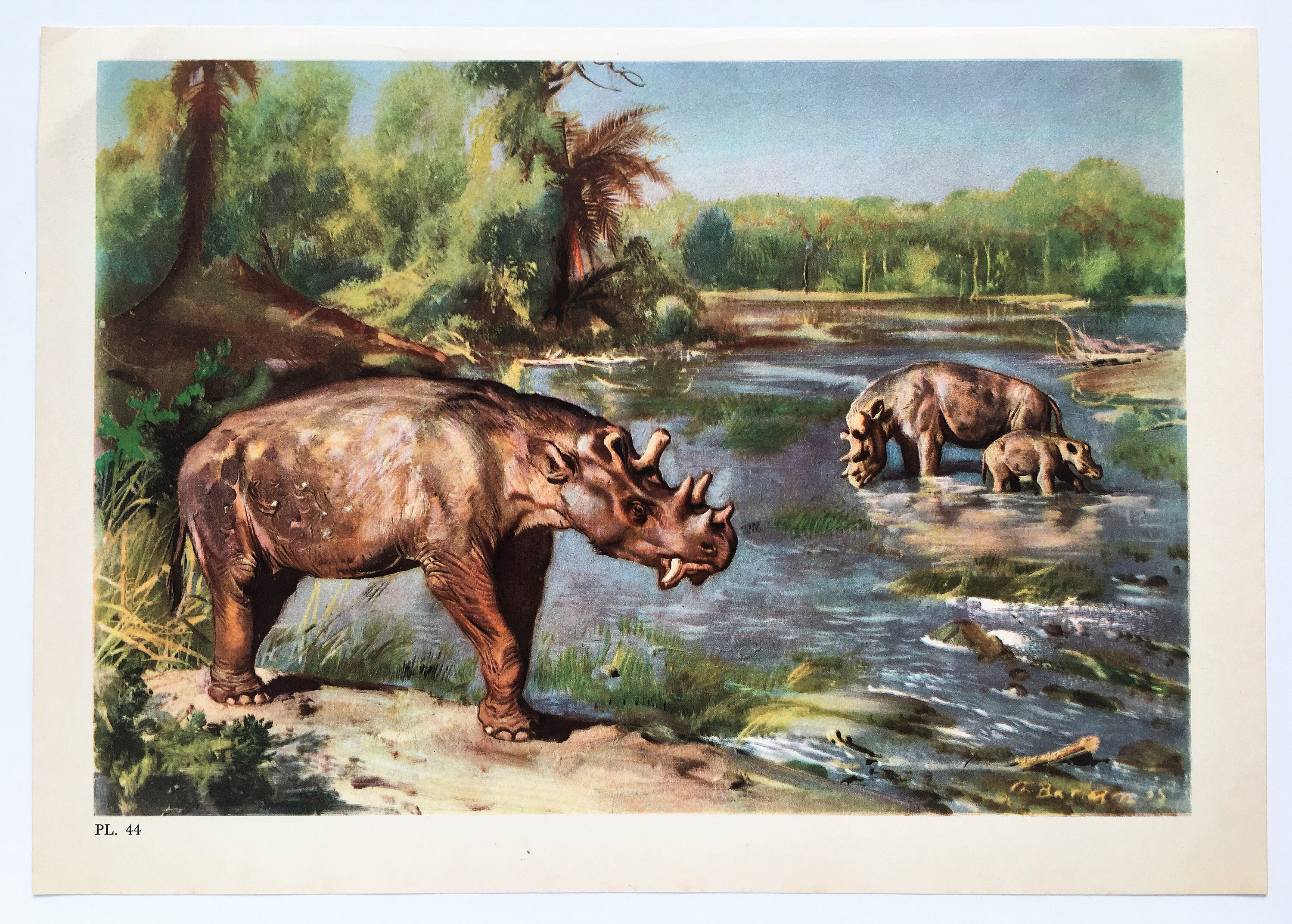 Eocene Epoch Animals