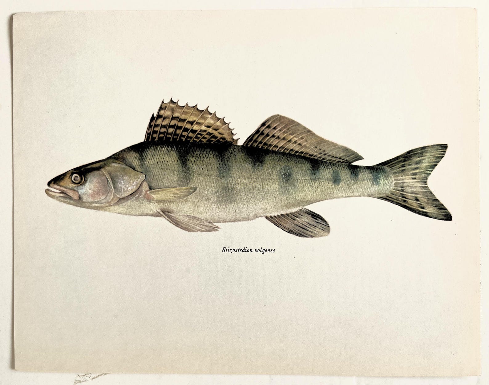 PIKE-PERCH or ZANDER Fish Print, 1960s Colour Print, Home Decor, Wall ...