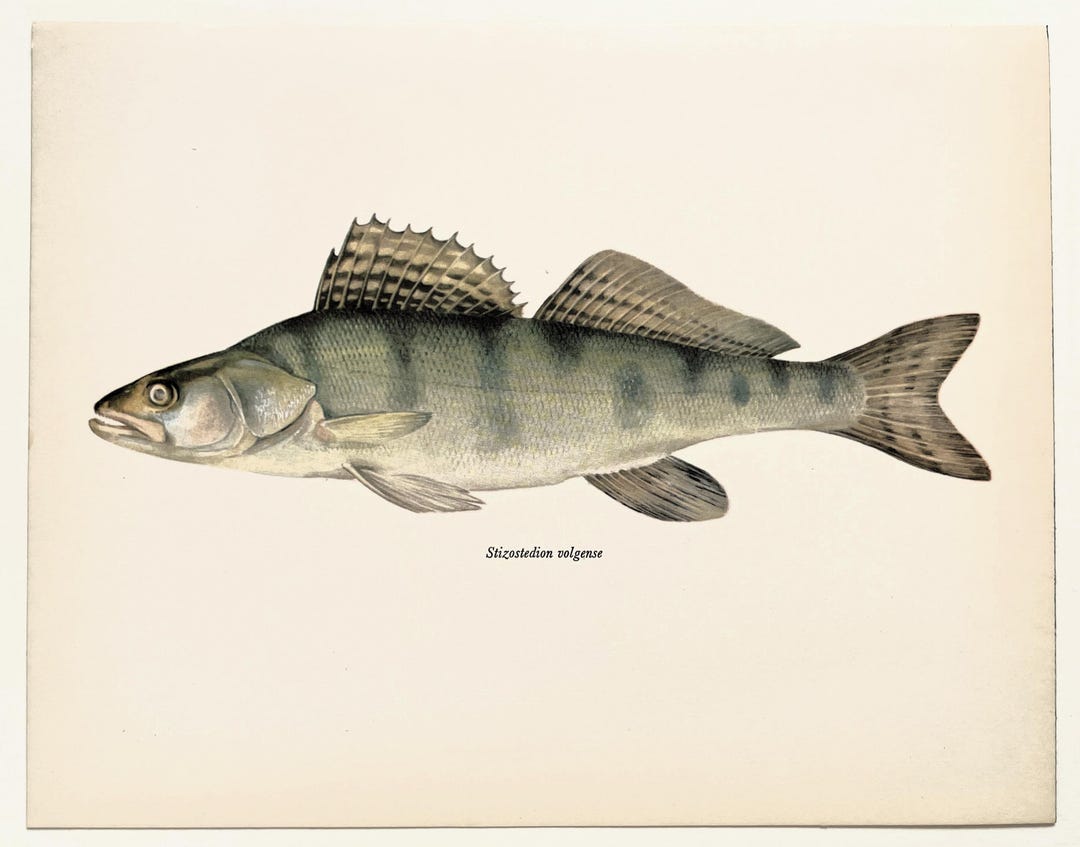 PIKE-PERCH or ZANDER Fish Print, 1960s Colour Print, Home Decor, Wall ...