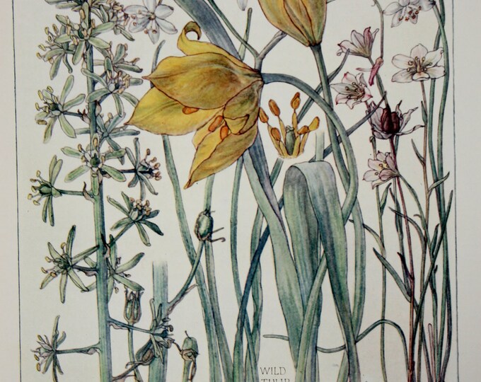 1910 Botanical Print by H. Isabel Adams: Lily Family Spiked - Etsy