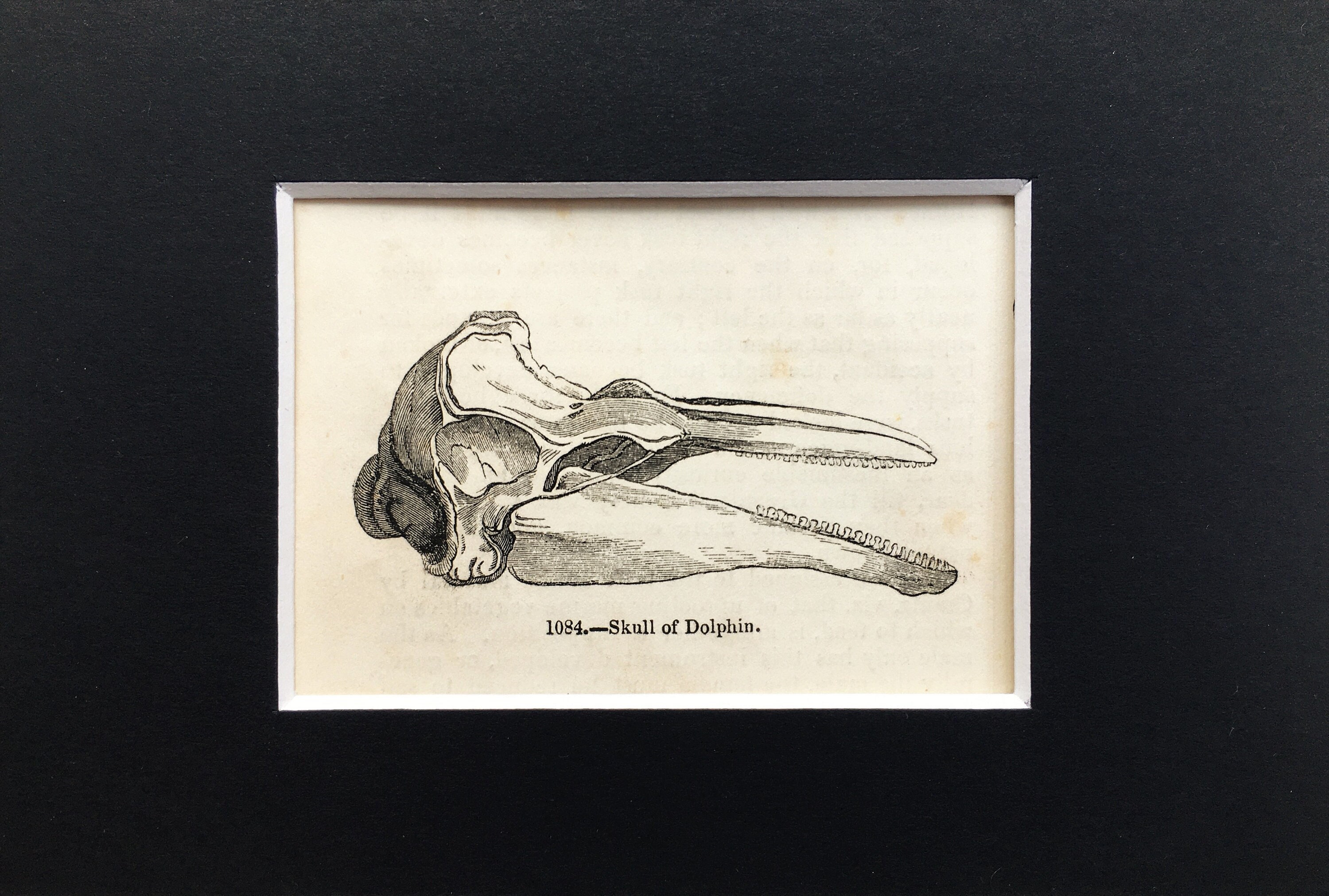 Dolphin Skeleton Drawings