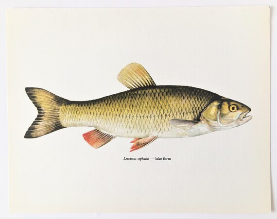 Chub Vintage Fish Print 1960s Colour Print Home Decor Wall | Etsy
