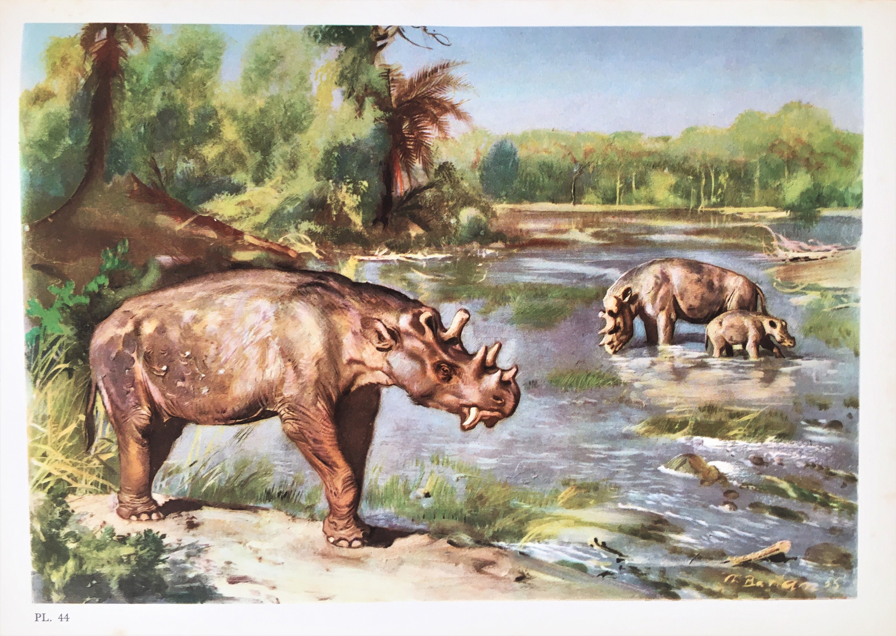 Eocene Epoch Animals