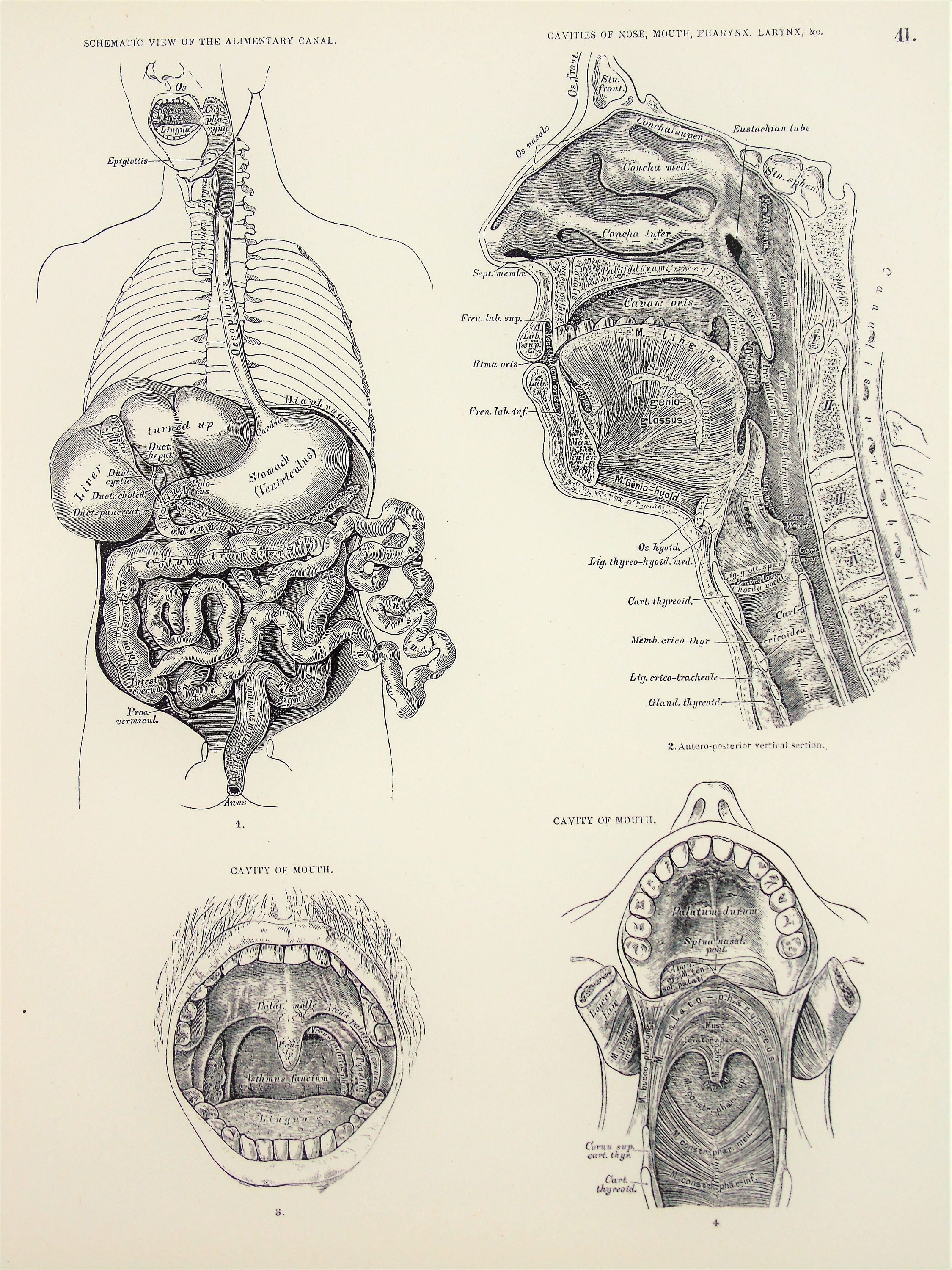 Anatomy of the Digestive System Mouth Throat Stomach - Etsy UK