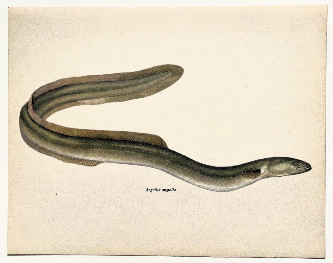 EUROPEAN EEL 1960s Vintage Fish Print, Colour Lithograph, Home Decor ...