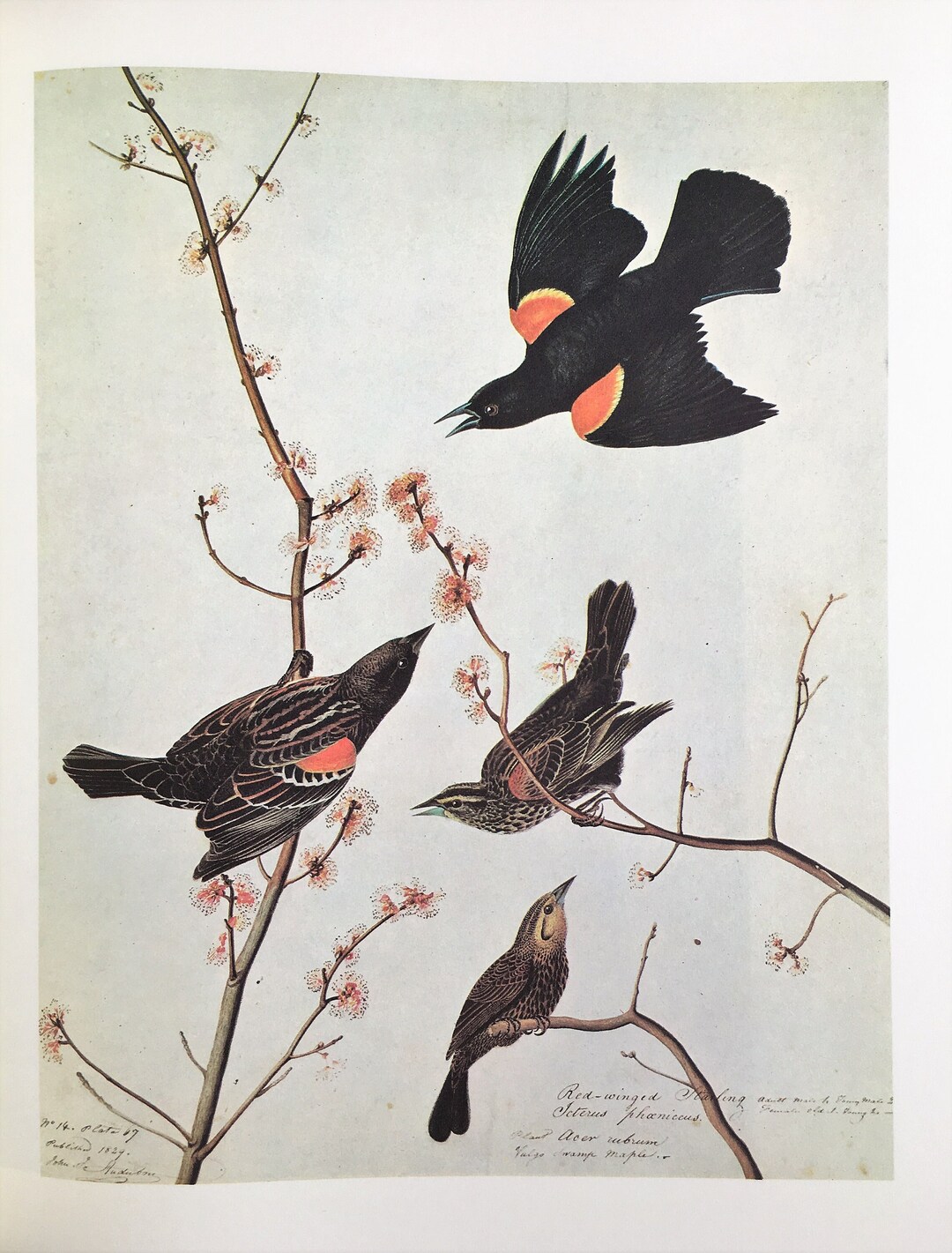RED WINGED STARLING, 1966 Large Vintage Audubon Bird Print, Colour ...