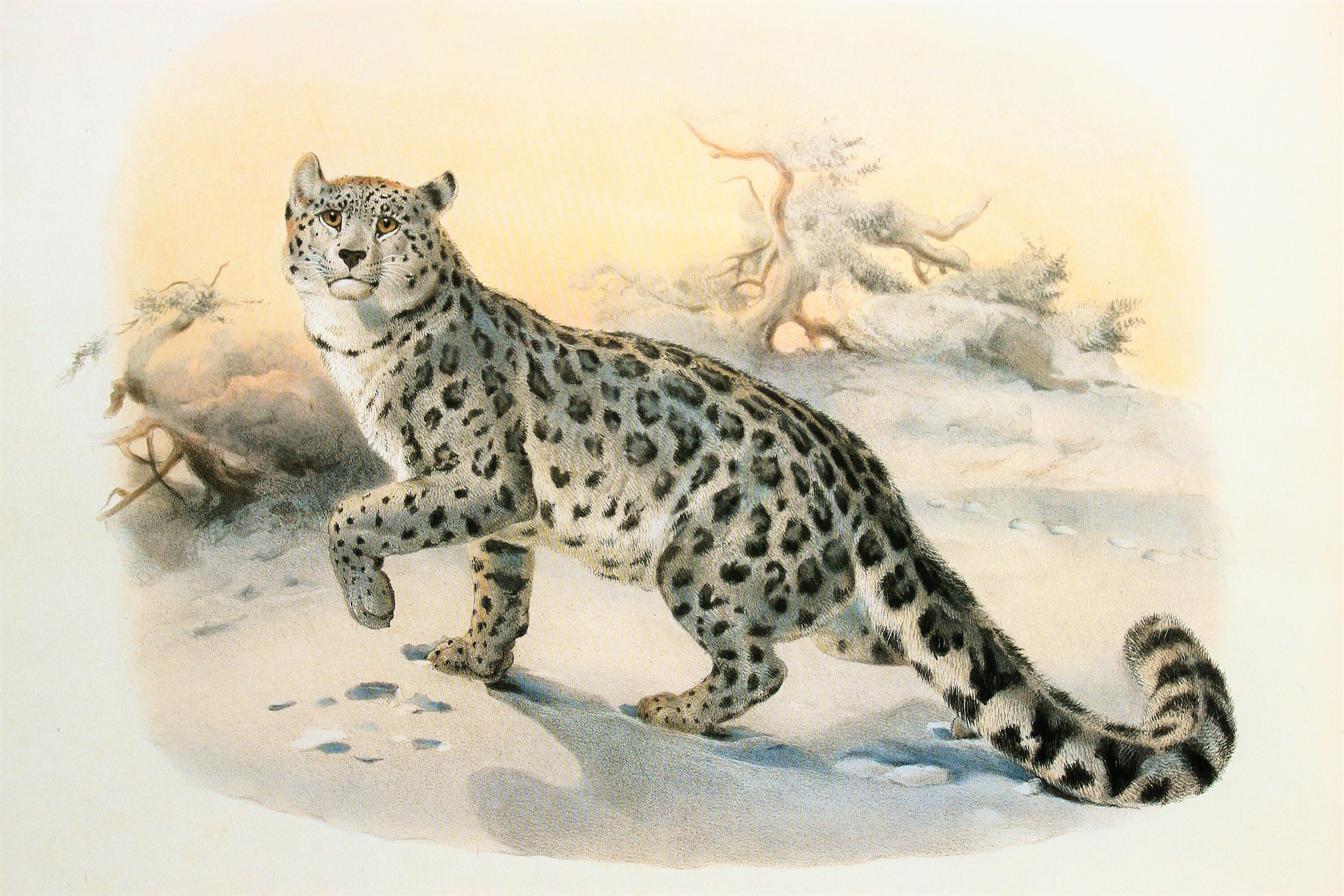 Cat That Looks Like A Snow Leopard