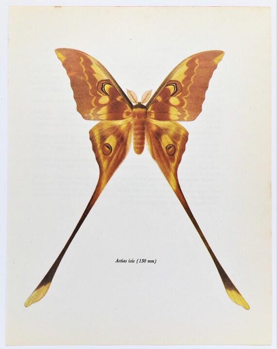 Large Vintage Moth Print Actias Moon Moth 1960s Colour Print | Etsy