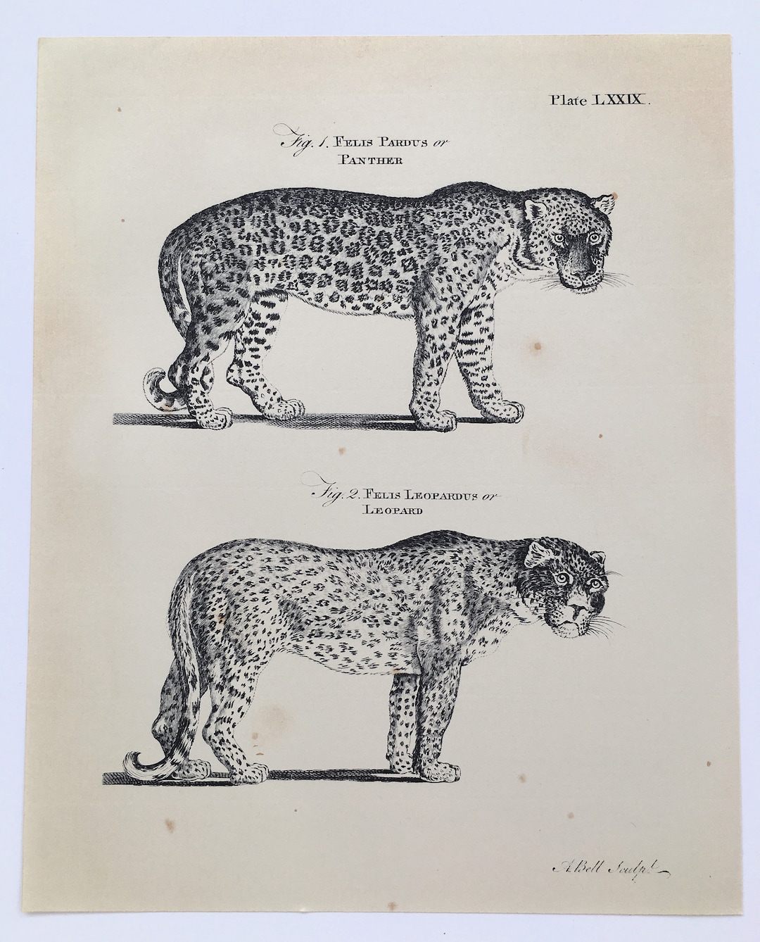 LEOPARD & PANTHER Big Cats Antique 1800s Print Black and - Etsy