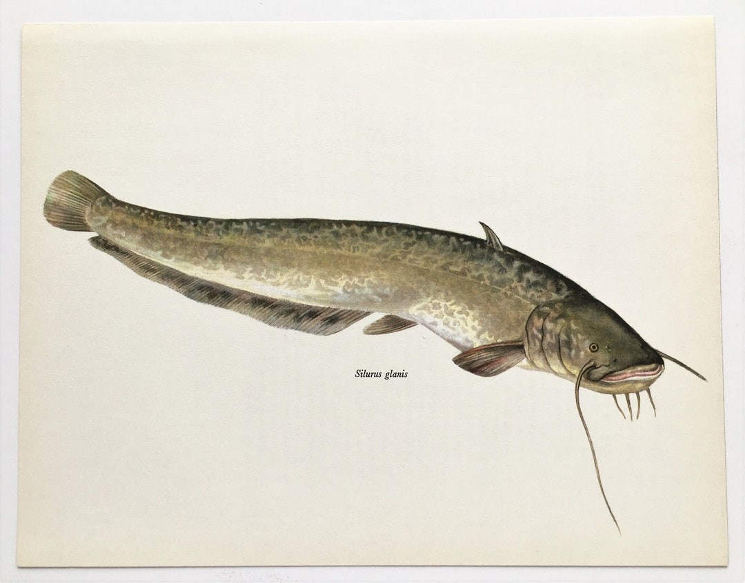 CATFISH Vintage Fish Print, 1960s Colour Print, Home Decor, Wall ...