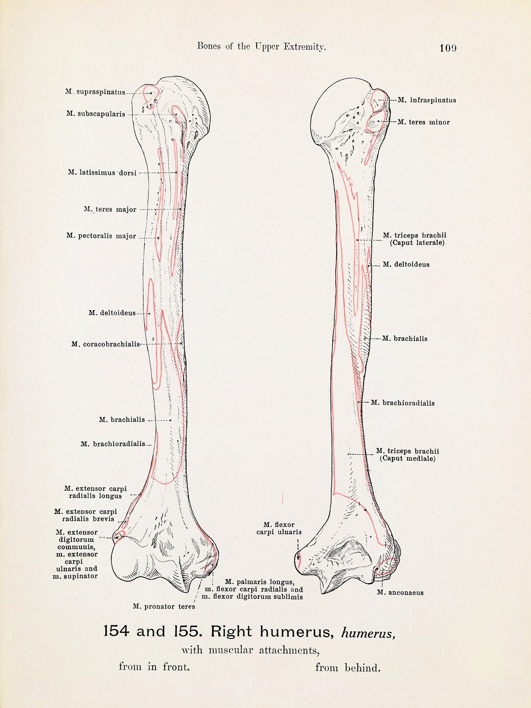 HUMERUS, Human Skeleton C.1930 Vintage Anatomy Print, Black & White ...