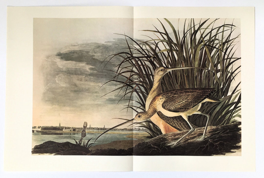 SLENDER BILLED CURLEW, 1966 Very Large Vintage Audubon Folding Bird ...