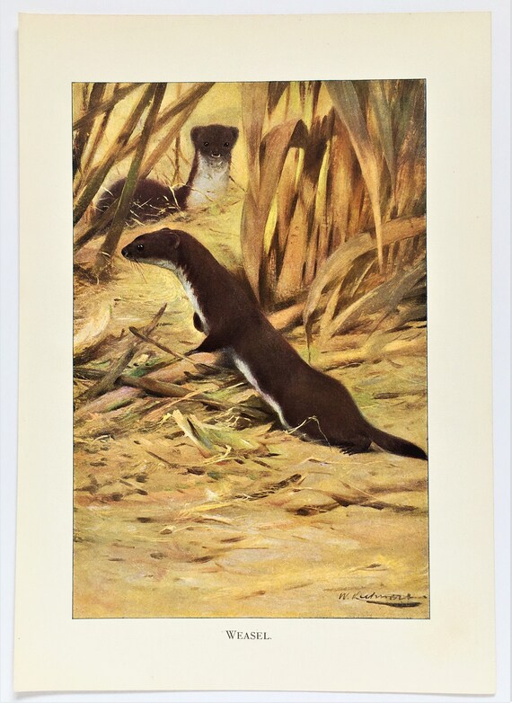 Weasel Antique Print Animal Mammal Print Beautiful 1916 | Etsy