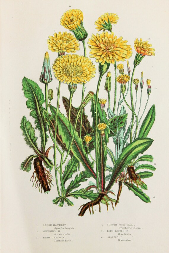 Yellow Hawkbit Catsear Cats-ear Anne Pratt Antique - Etsy