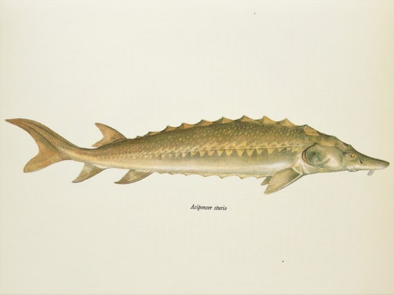 Common Sturgeon Vintage Fish Print 1960s Colour Print Home | Etsy