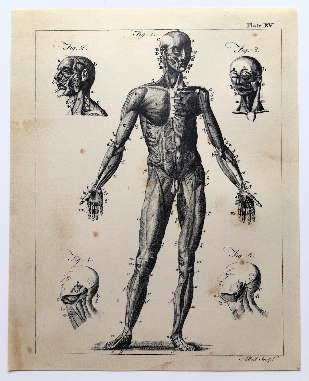 MUSCLES, Human Anatomy Print, 1800s (?) Antique Black and White ...