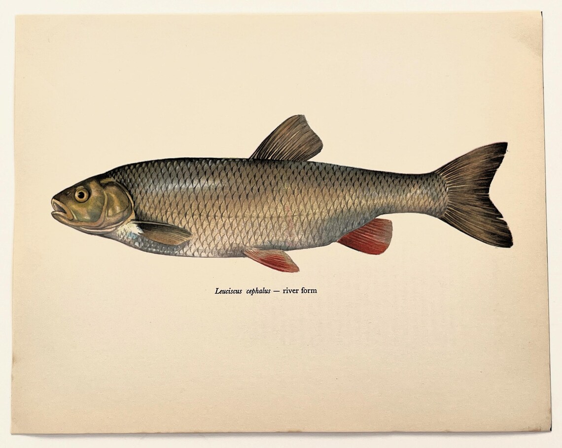 CHUB Vintage Fish Print, 1960s Colour Print, Home Decor, Wall Hanging ...